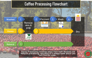 Coffee Processing Flowchart.fw - Sinouk Coffee