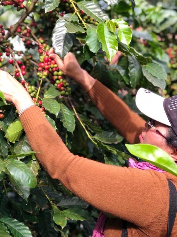 Coffee Harvesting : Immerse yourself in the nature of the Bolaven Plateau